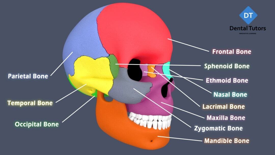 Human Skull Bones by Dental Tutors - Dental Tutors - Dental Nursing ...