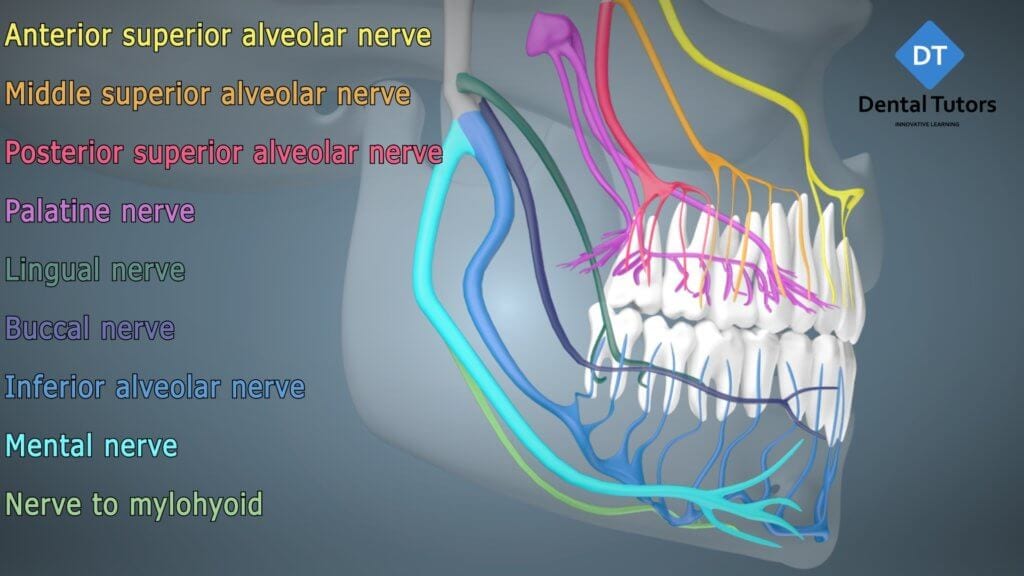 Human Skull Nerves - Dental Tutors - Dental Nursing College - NEBDN ...